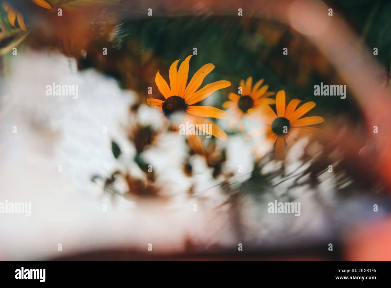 Mirror reflection of sunflowers hi-res stock photography and images - Alamy
