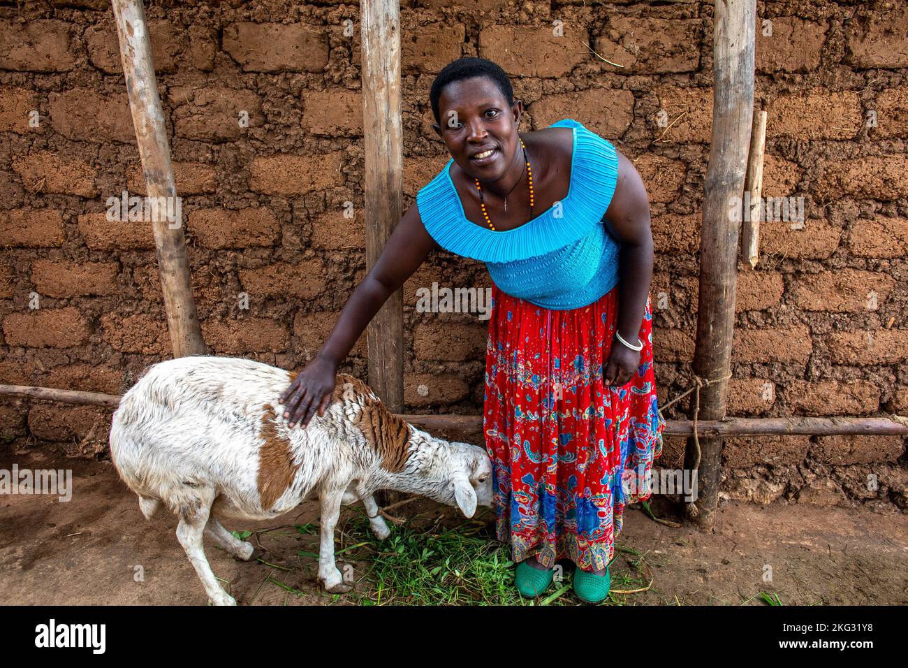 Christian Rwandan stroking her goat in a village near Gicumbi, northern ...