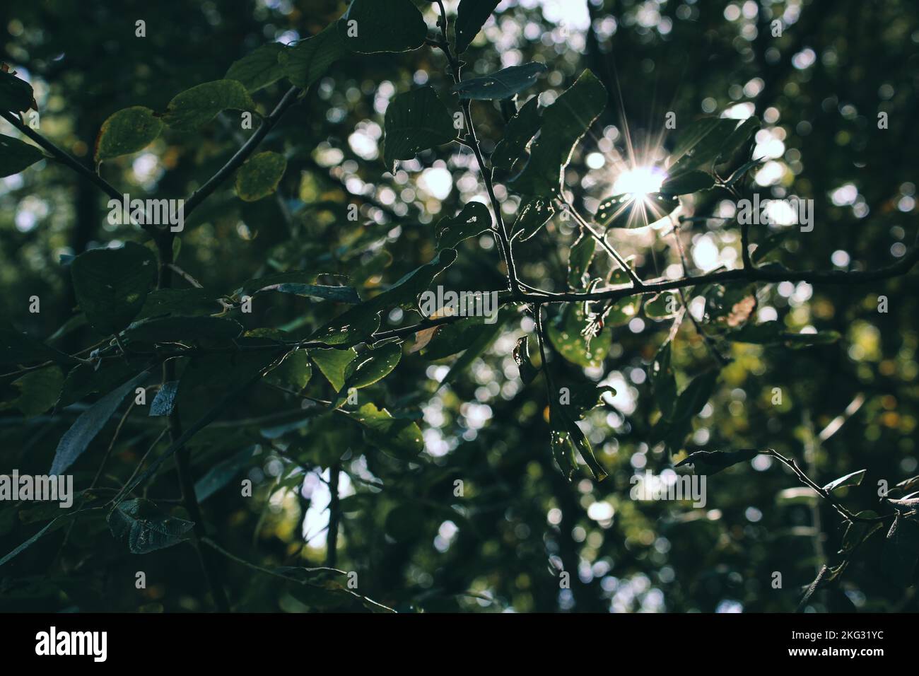 Sunlight plant hi-res stock photography and images - Alamy