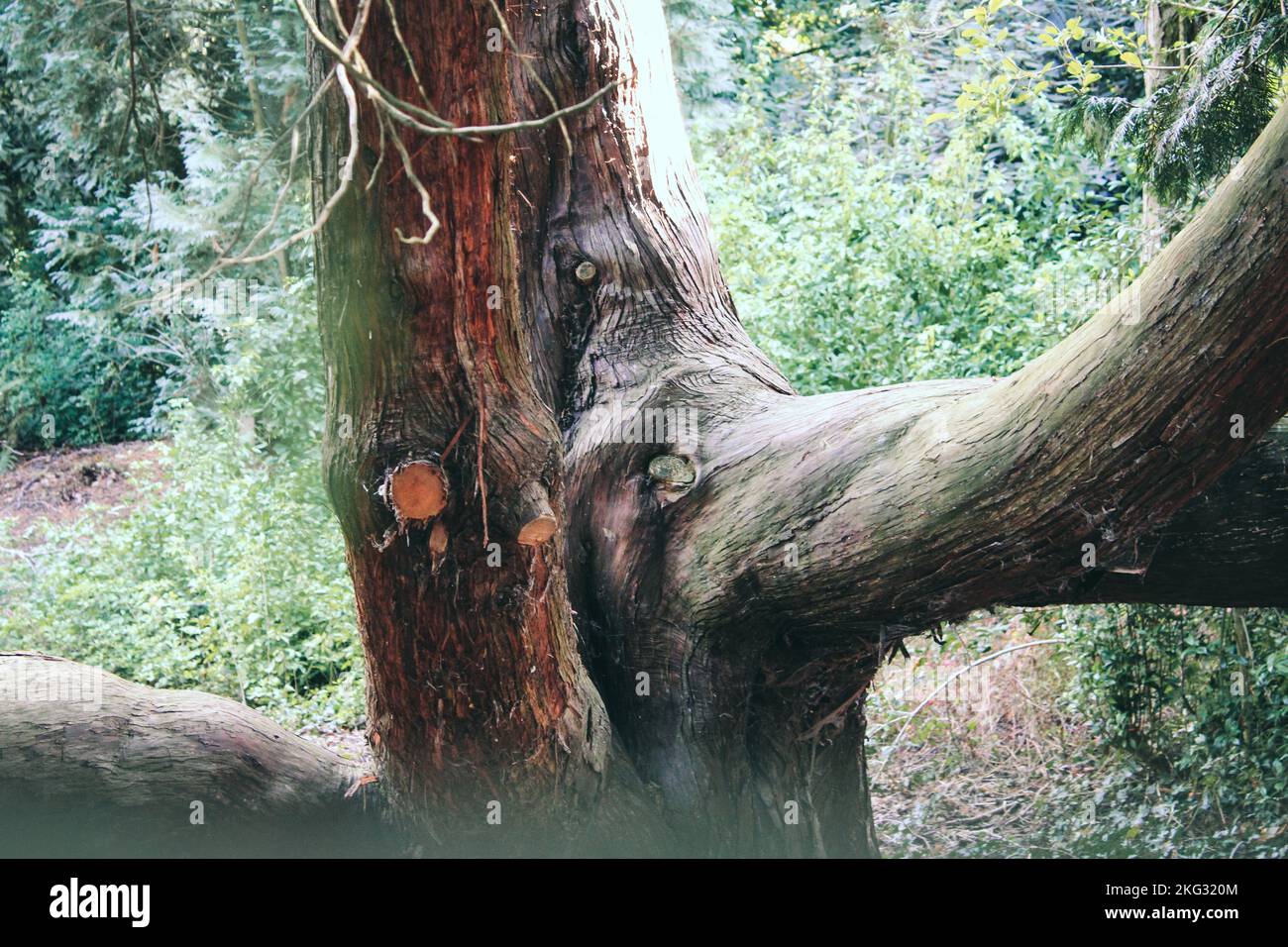 Elephant tree hi-res stock photography and images - Alamy