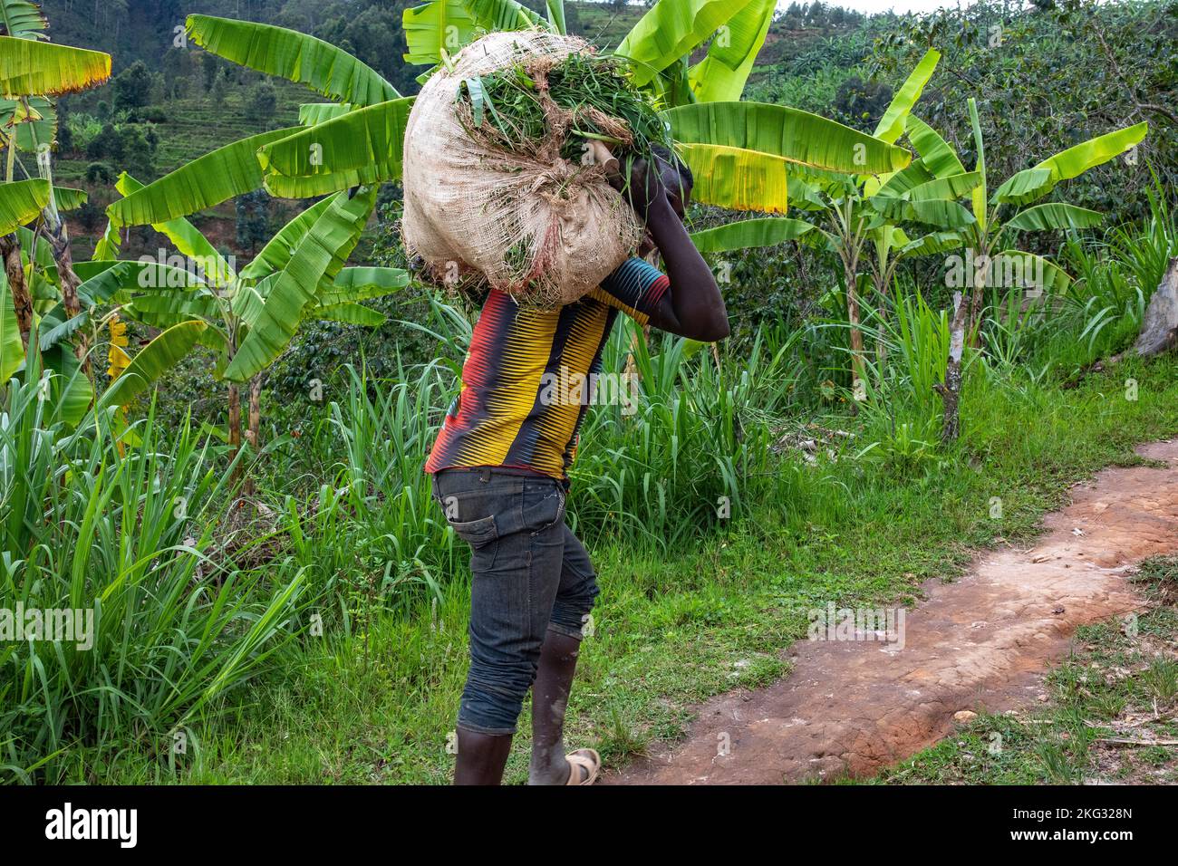 Boy carrying fodder in Northern Rwanda Stock Photo - Alamy