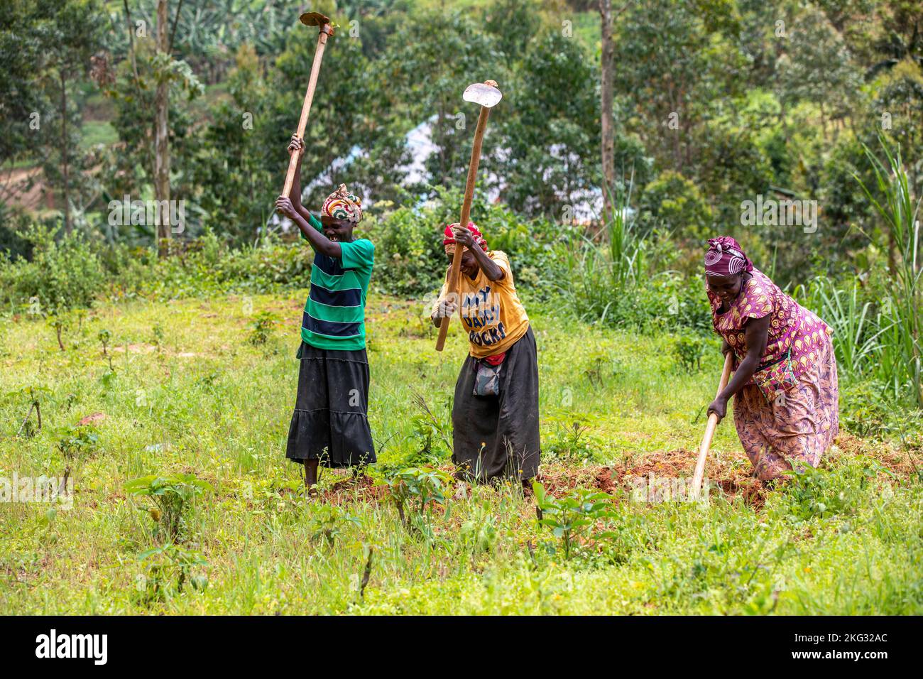 Women plowing land in Northern Rwanda Stock Photo - Alamy
