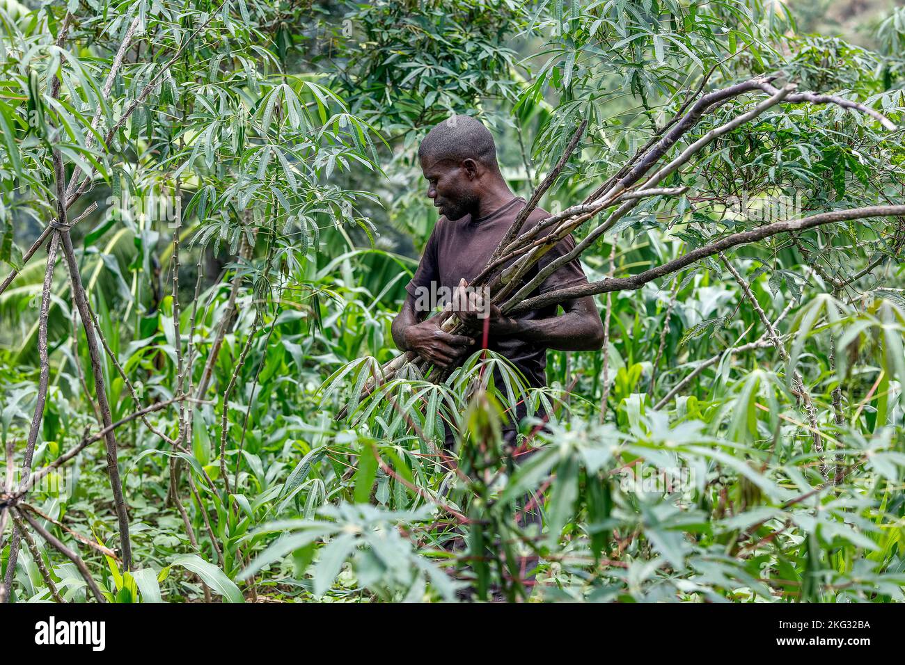 Man gathering sticks in Rutsiro district, Rwanda Stock Photo - Alamy