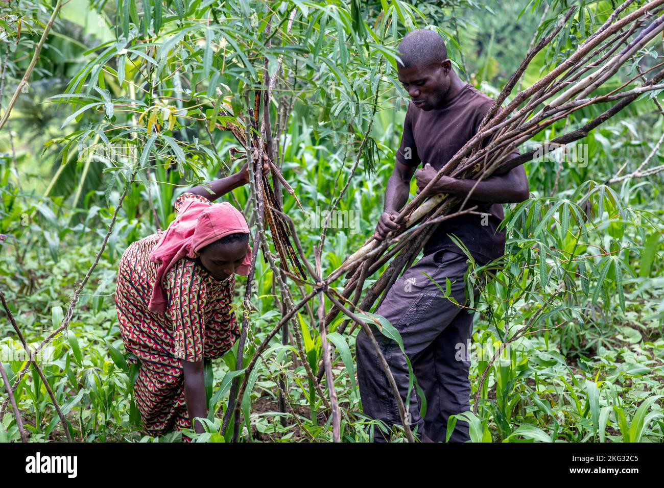 Husband and wife gathering sticks in Rutsiro district, Rwanda Stock ...