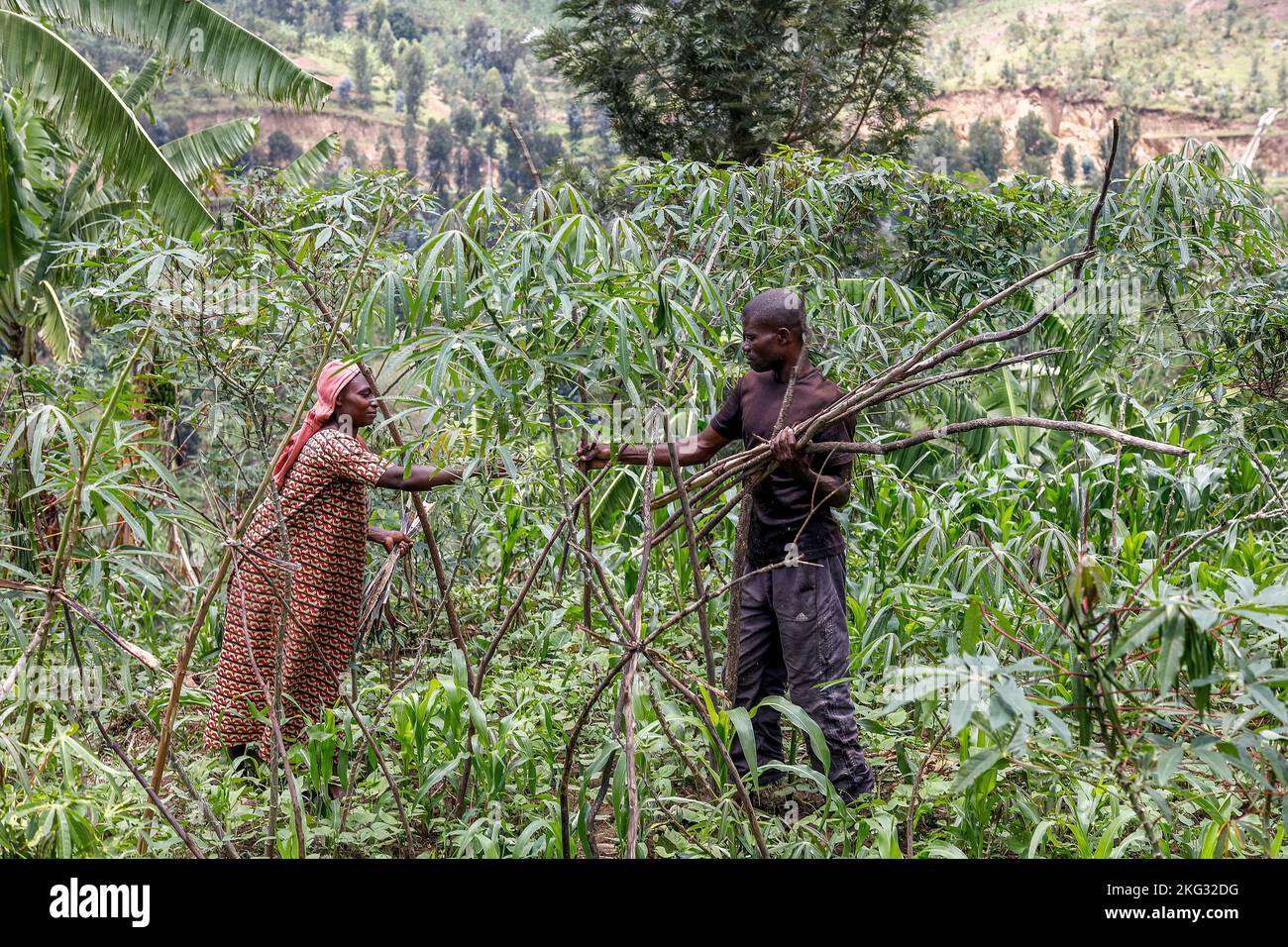 Husband and wife gathering sticks in Rutsiro district, Rwanda Stock ...