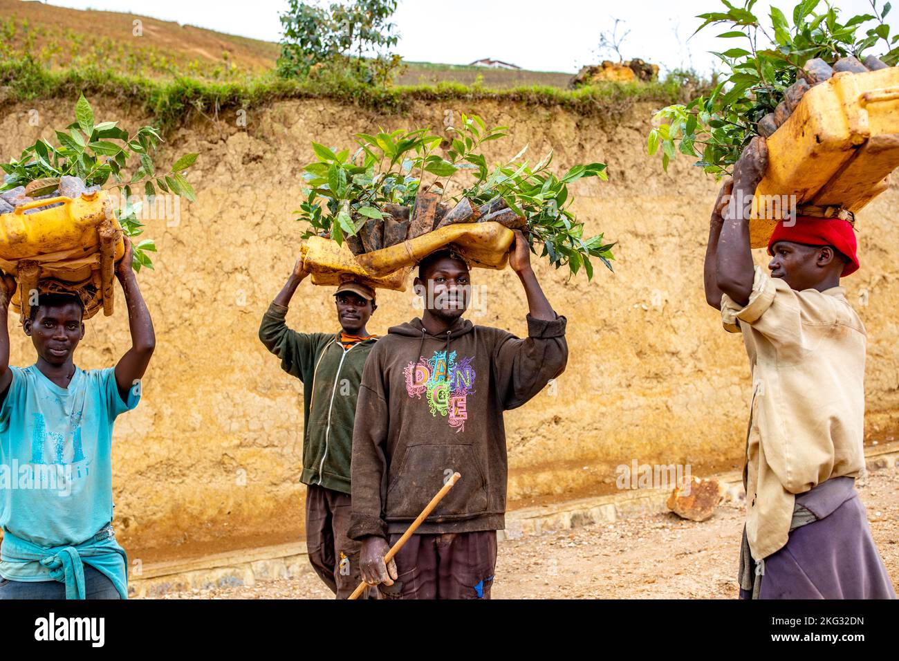 Pickers carrying tea tree saplings on their heads in western Rwanda ...