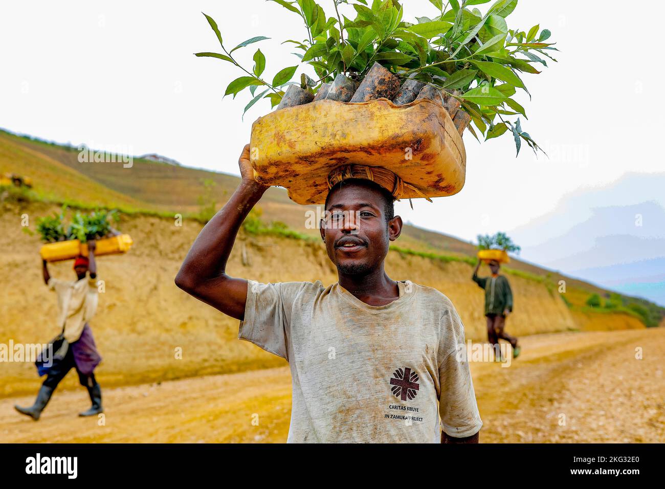 Pickers carrying tea tree saplings on their heads in western Rwanda ...