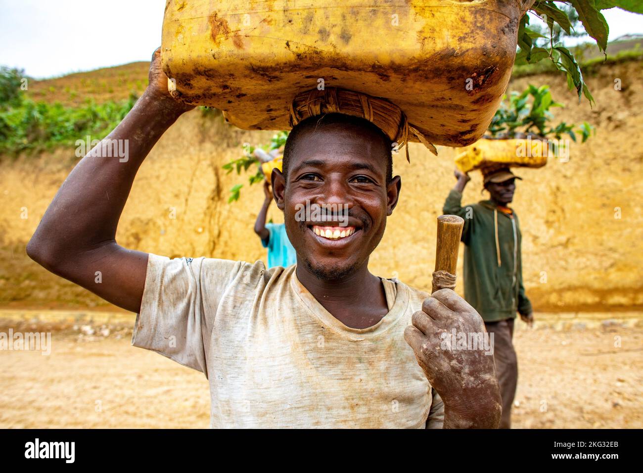 Pickers carrying tea tree saplings on their heads in western Rwanda ...