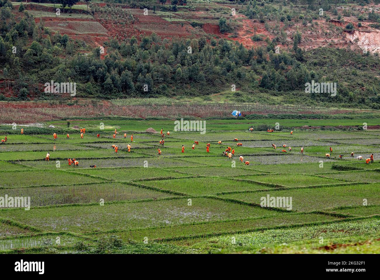 Prison inmates working in rice paddies on the outskirts of Huye ...