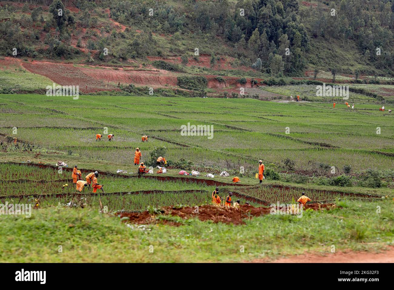 Prison inmates working in rice paddies on the outskirts of Huye ...