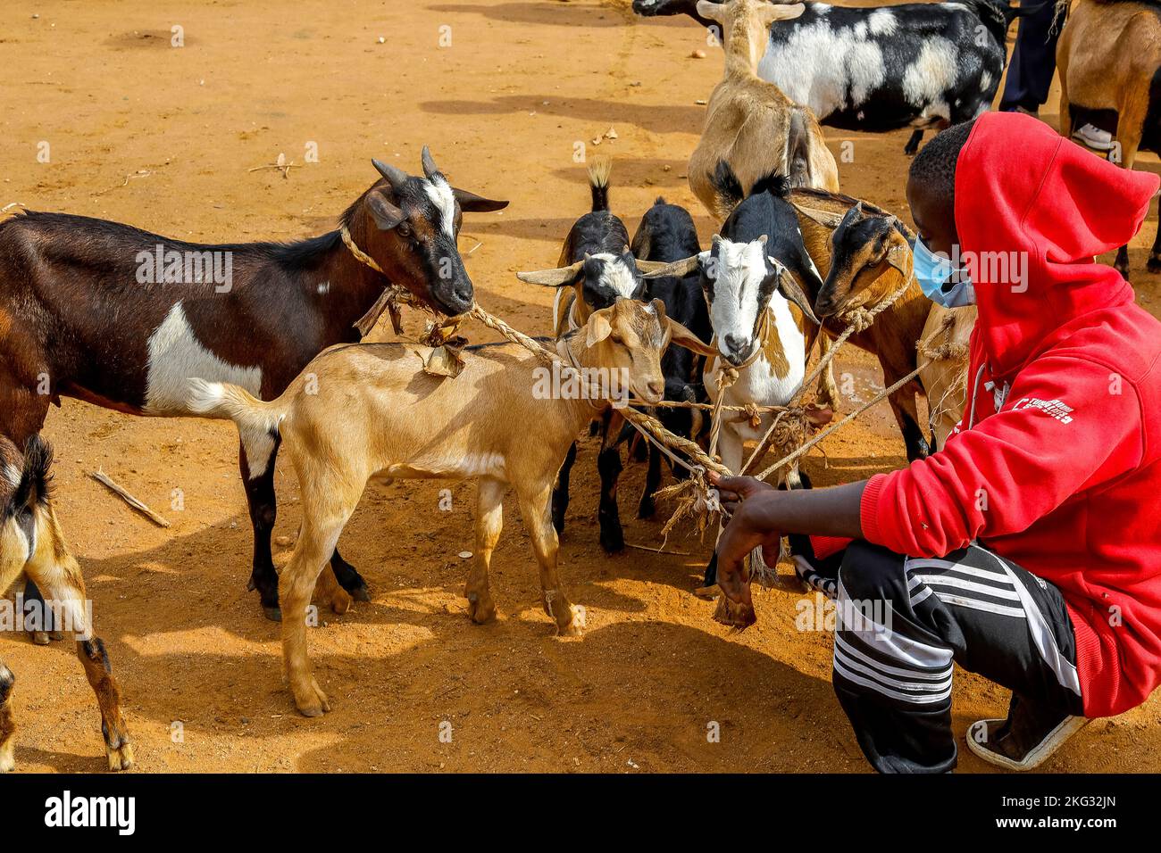 Weekly cattle market in Nyamata, Rwanda Stock Photo - Alamy