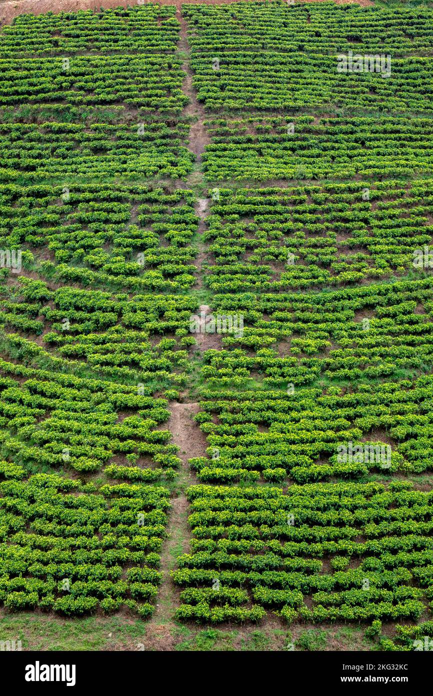 Tea garden in western Rwanda Stock Photo - Alamy