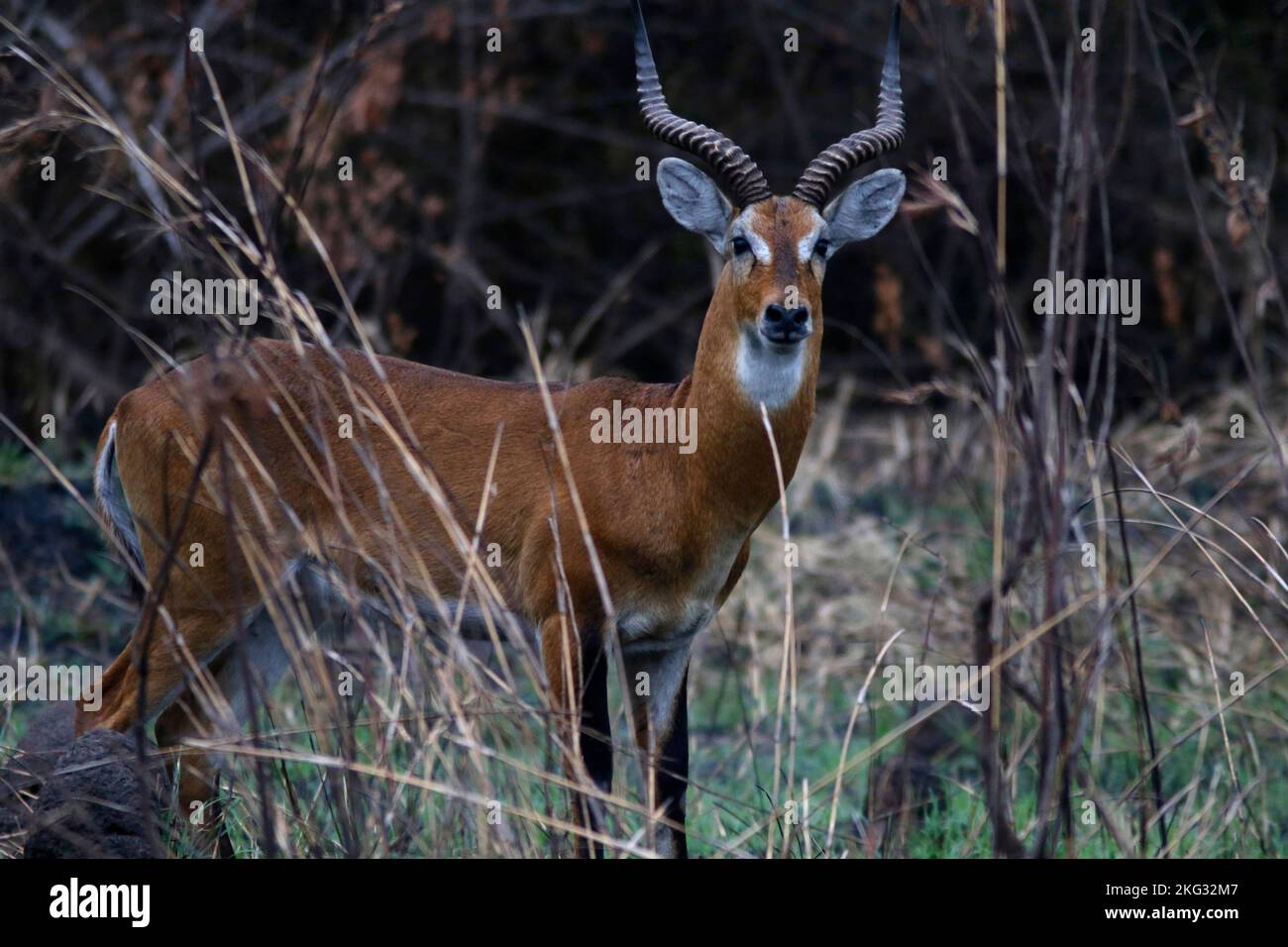 Antilope de savane hi-res stock photography and images - Alamy