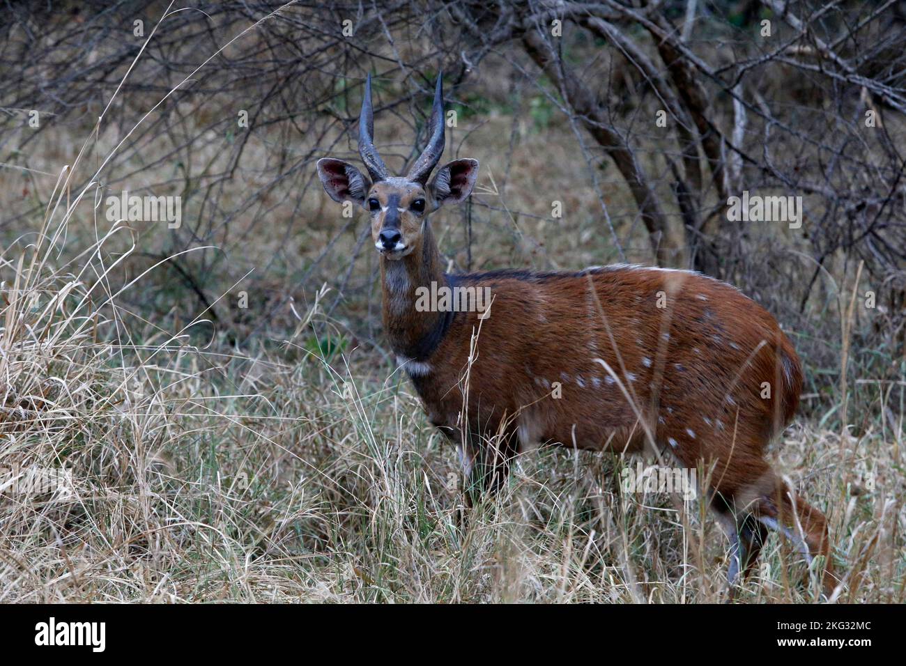 Bushbuck at Ziwa Rhino Sanctuary, Uganda Stock Photo - Alamy