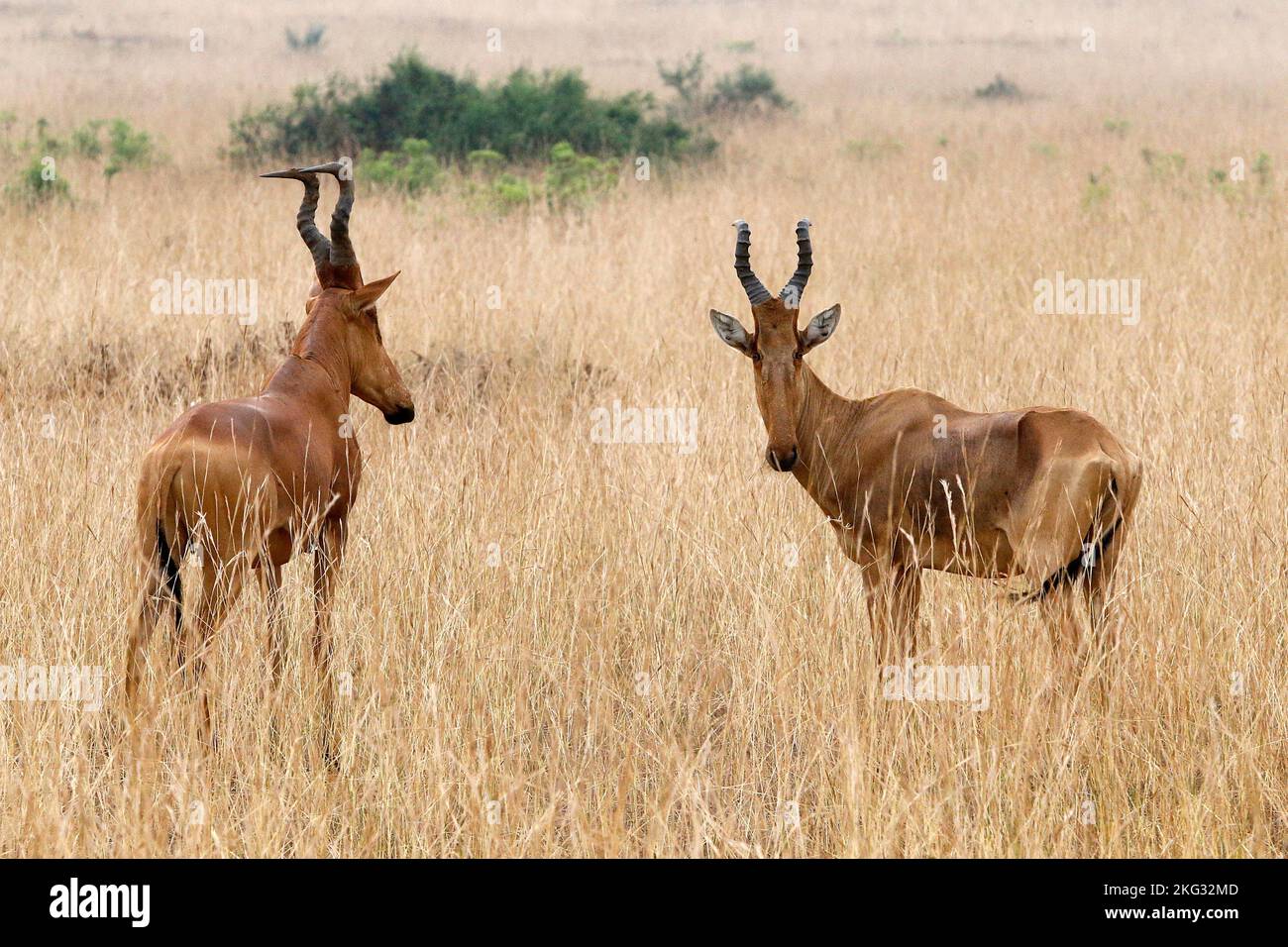 Bubales in Murchison Falls National park, Uganda Stock Photo - Alamy