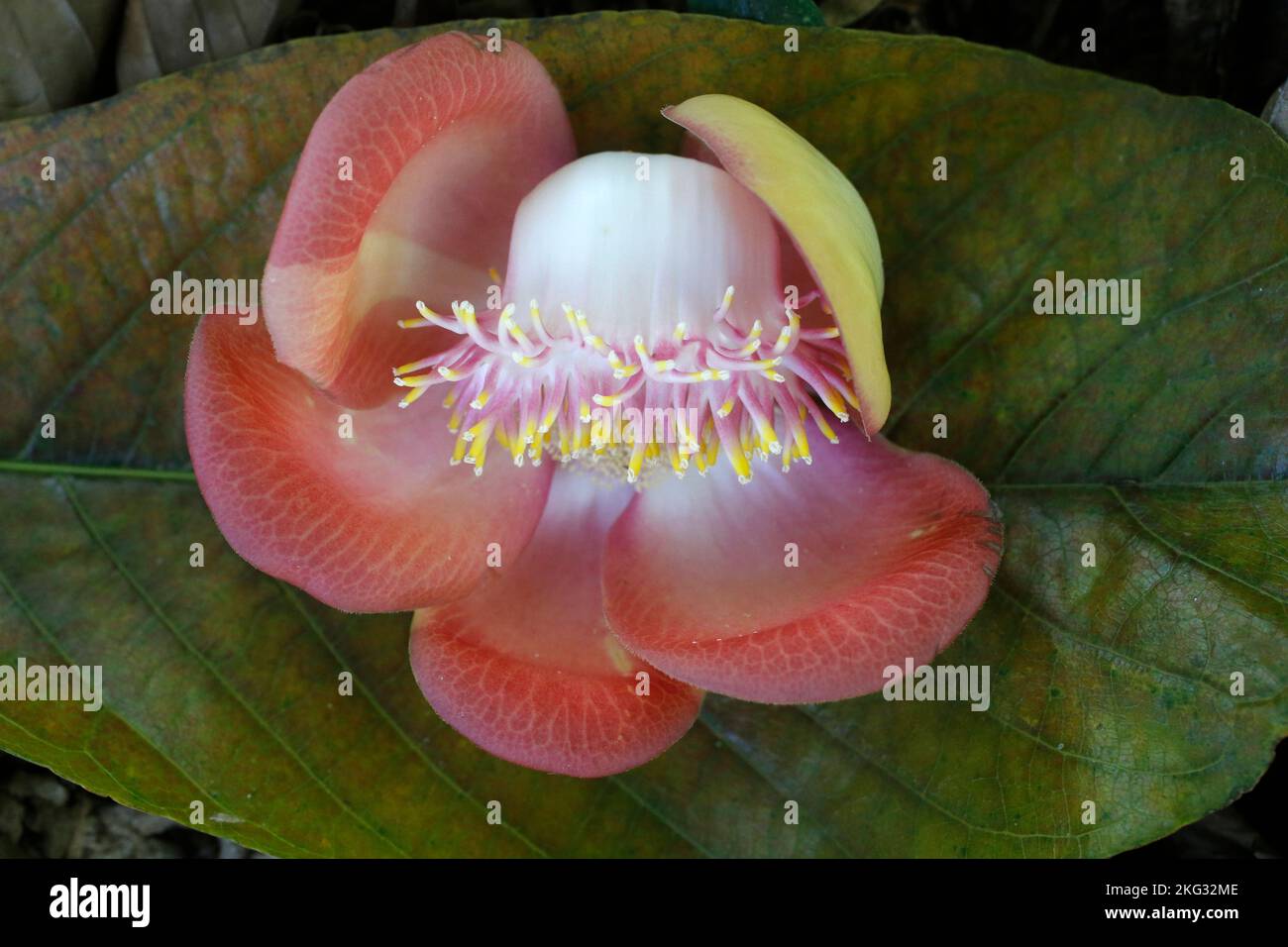 Canonball tree flower in Entebbe botanical gardens, Uganda Stock Photo ...