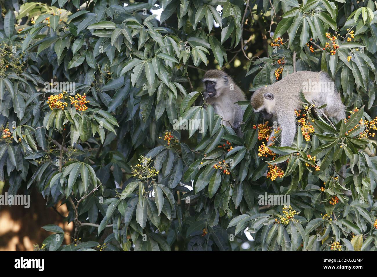 Monkeys in Entebbe botanical gardens Stock Photo - Alamy