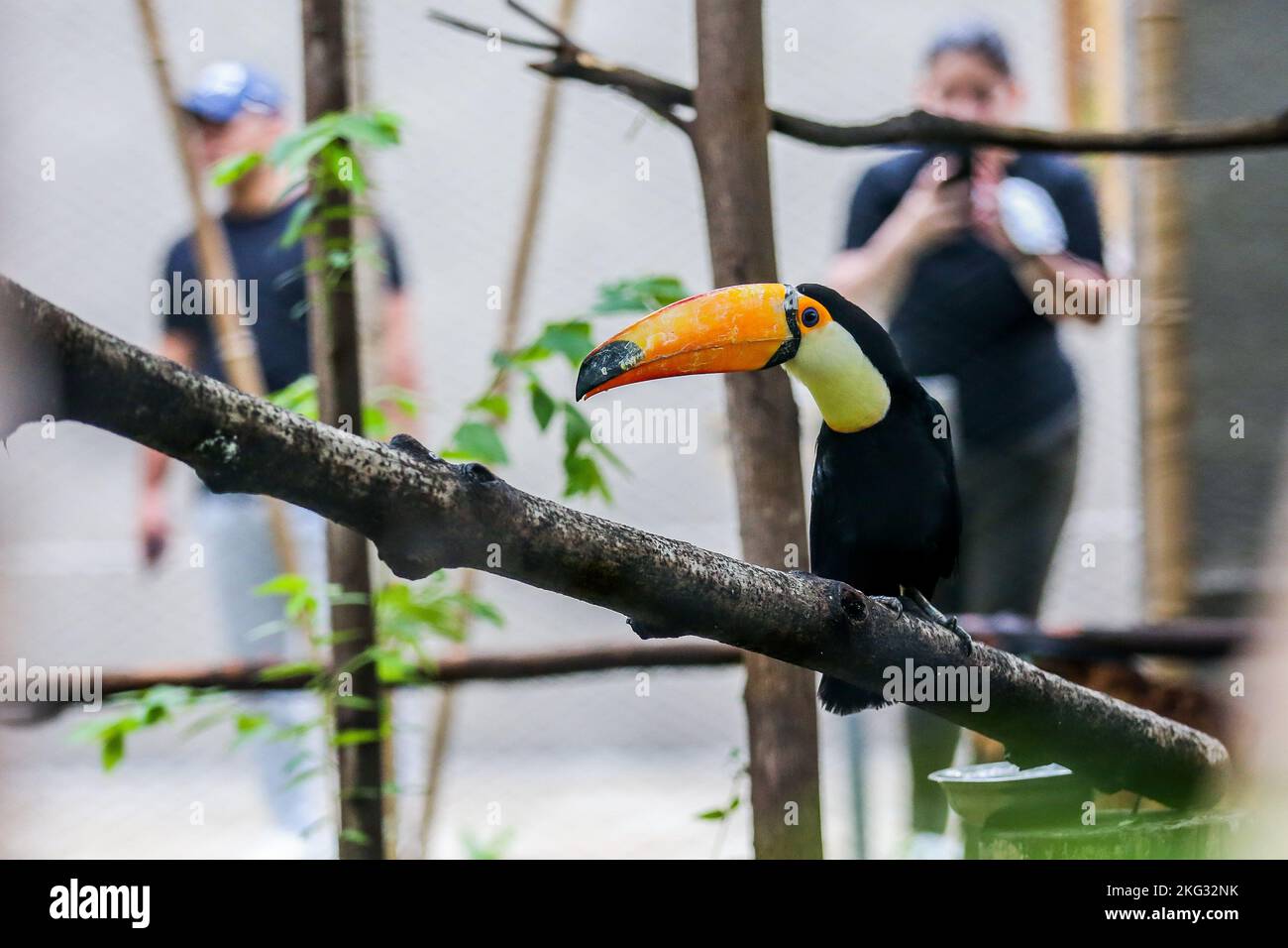 Manila, Philippines. 21st Nov, 2022. Visitors look at a toco toucan at ...