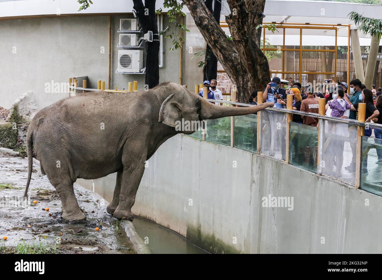 Manila, Philippines. 21st Nov, 2022. Visitors look at an elephant at ...