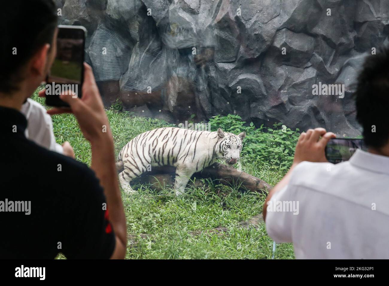 Manila, Philippines. 21st Nov, 2022. Visitors look at a white Bengal ...