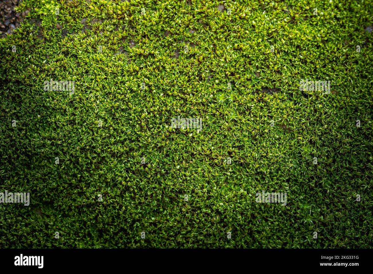 Grooved green moss background in nature Stock Photo - Alamy