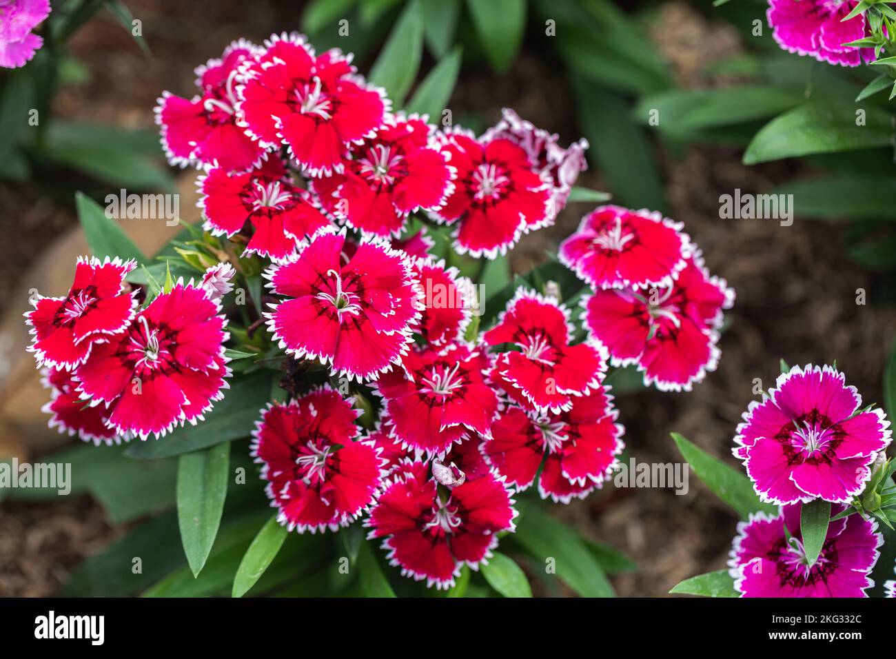Bright Sweet William flowers Dianthus barbatus flowering in a garden ...
