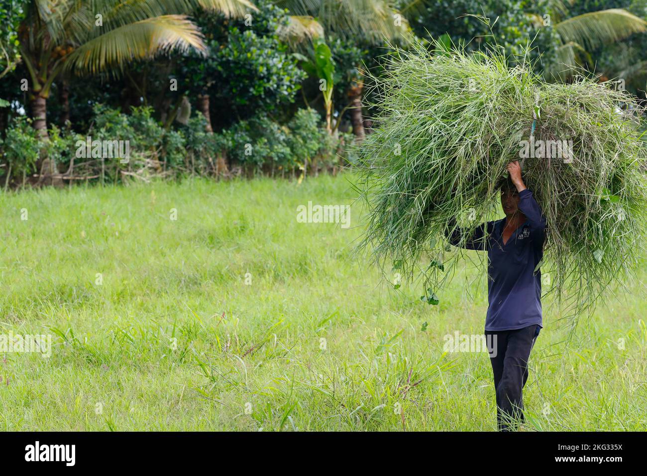 Agriculture in Vietnam. Man carrying hay on his head. Tan Chau. Vietnam ...
