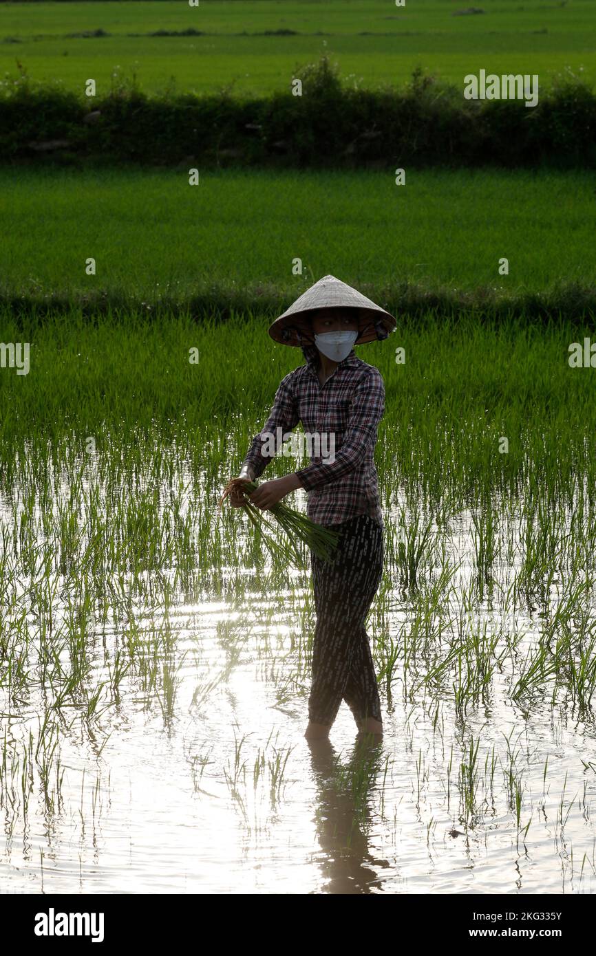 Agriculture in Vietnam. Silhouette of an asian woman planting rice ...