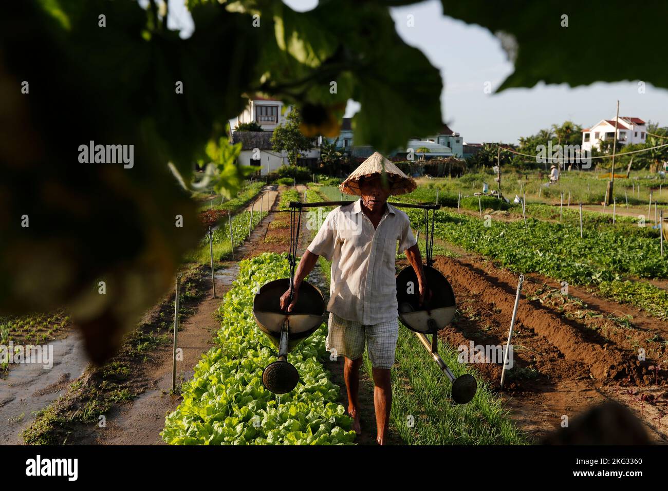 Agricuture. Organic vegetable gardens in Tra Que Village. Farmer at ...