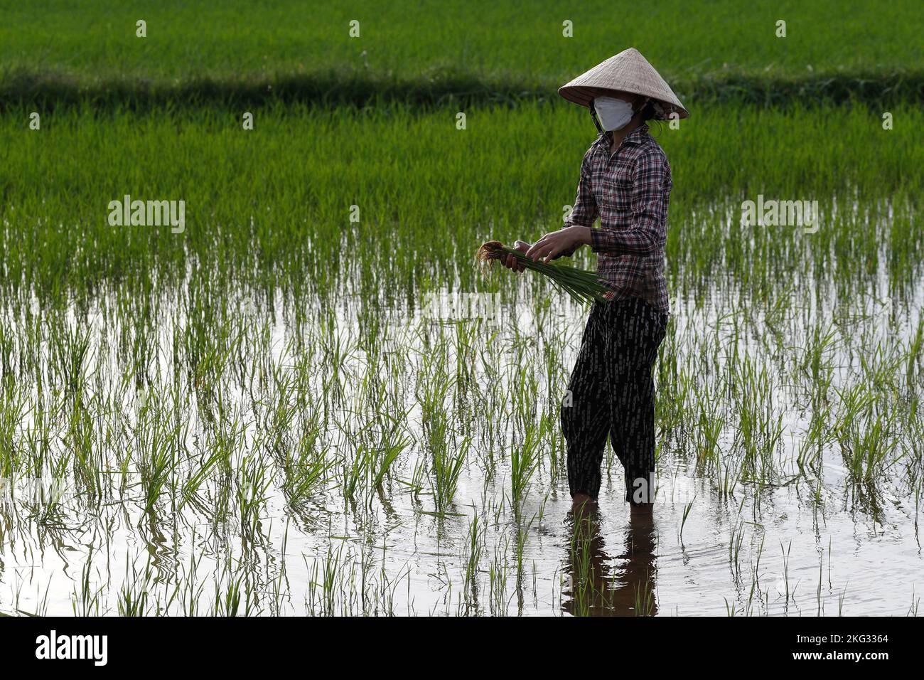 Agriculture in Vietnam. Silhouette of an asian woman planting rice ...