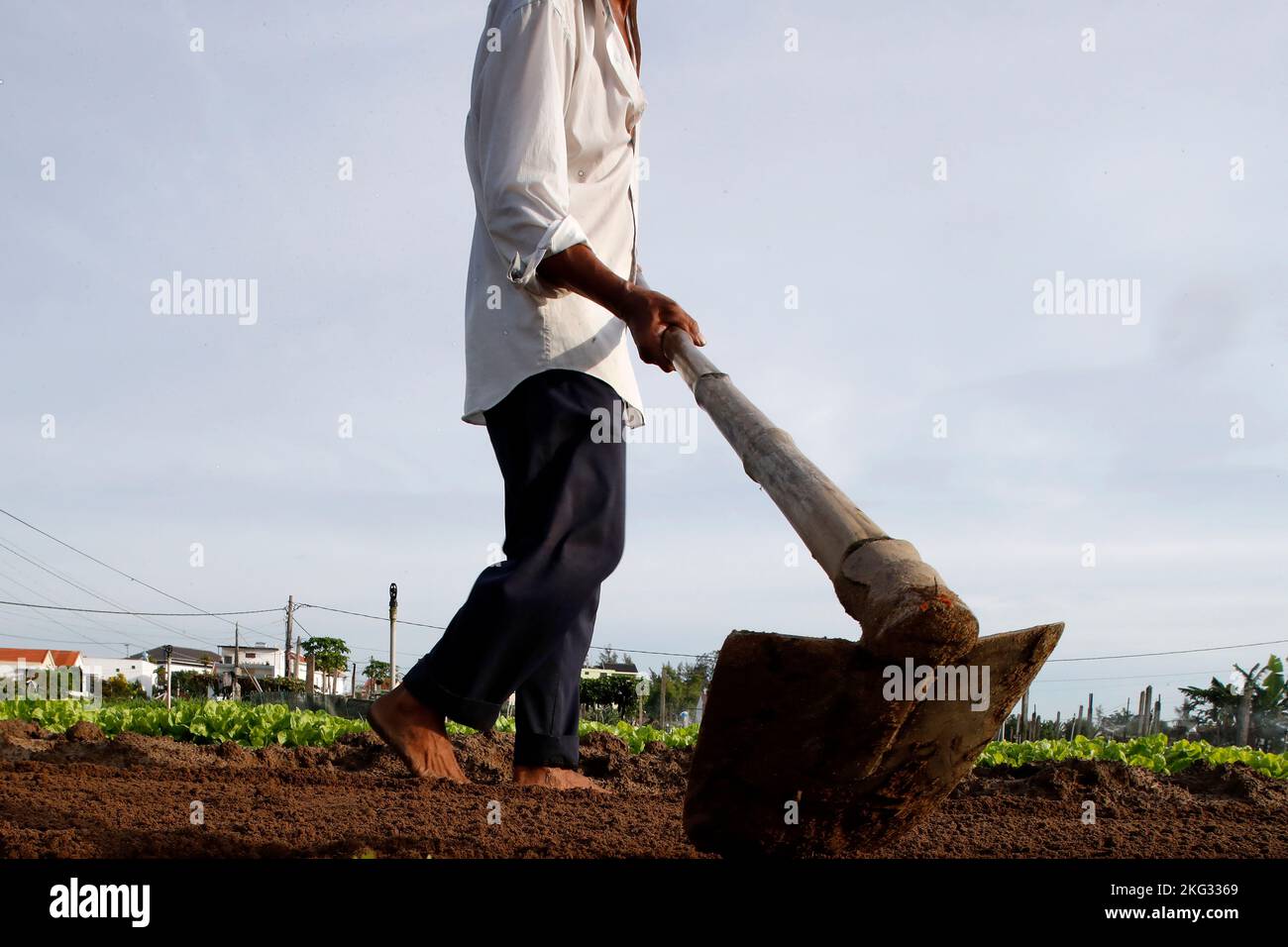 Agricuture. Organic vegetable gardens in Tra Que Village. Farmer at ...
