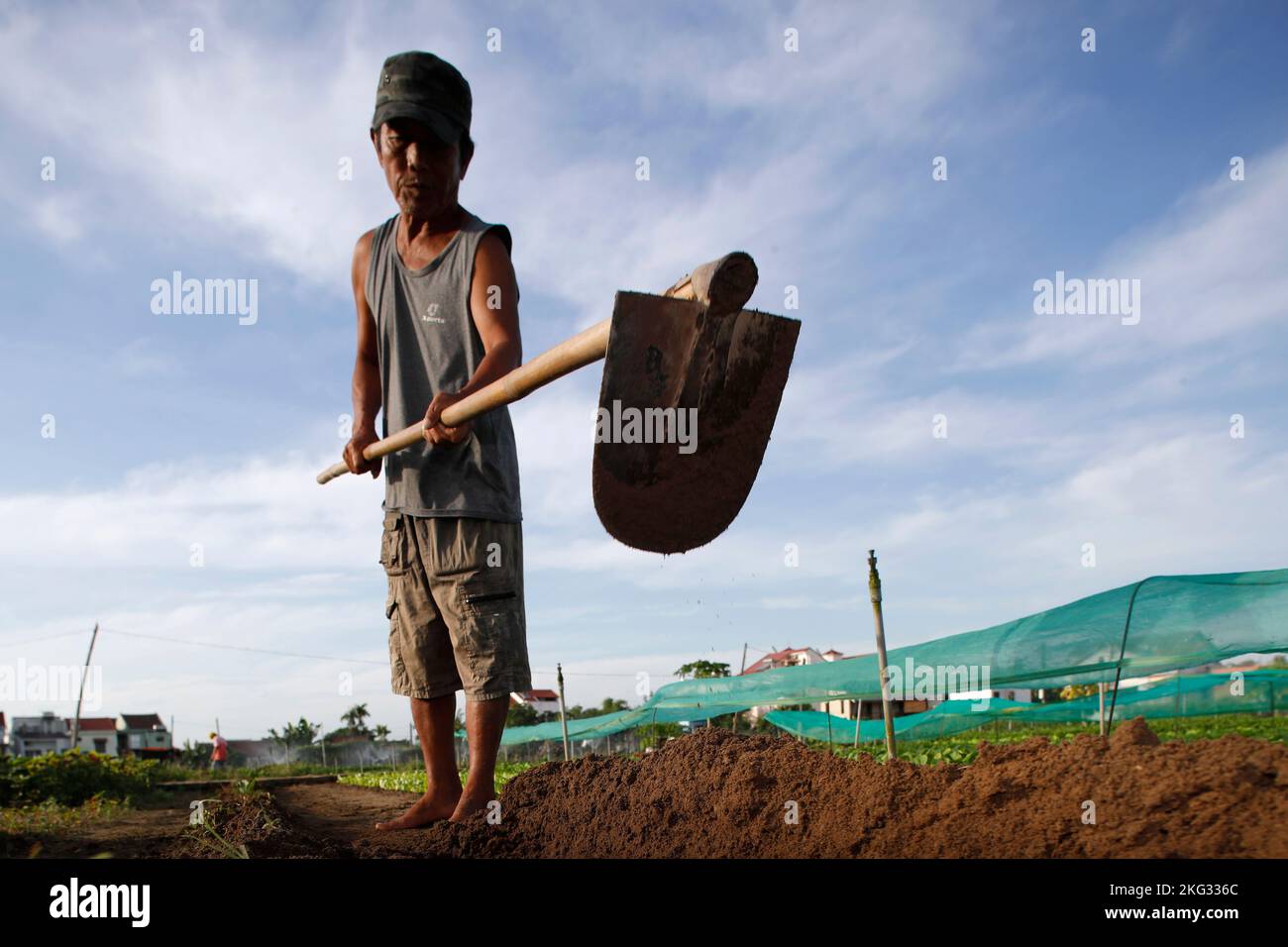 Agricuture. Organic vegetable gardens in Tra Que Village. Farmer at ...