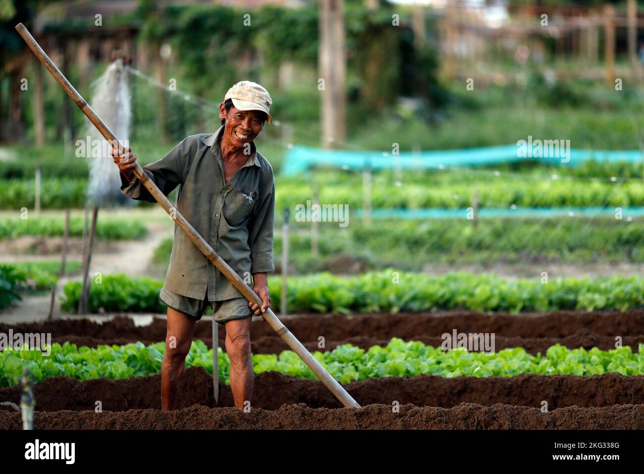 Agricuture. Organic vegetable gardens in Tra Que Village. Farmer at ...