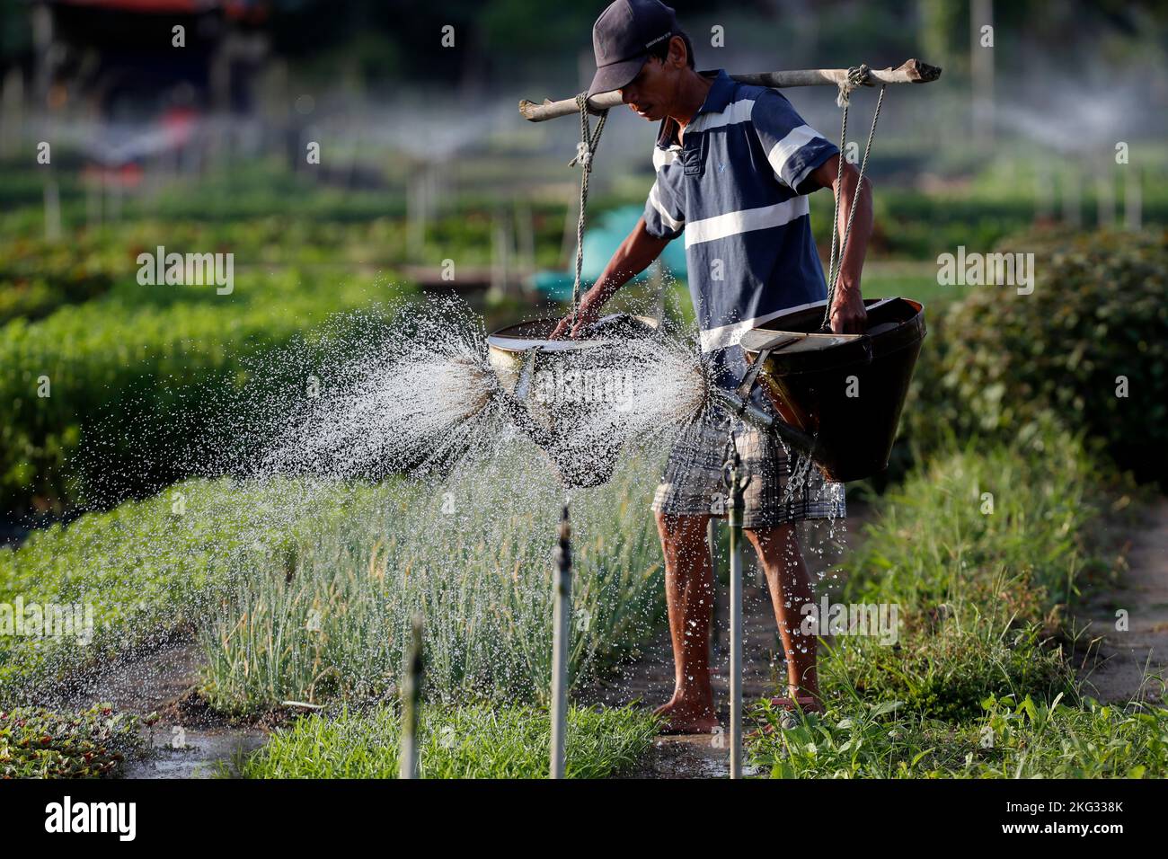 Agricuture. Organic vegetable gardens in Tra Que Village. Farmer at ...