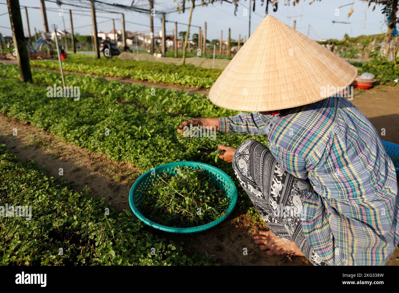Agricuture. Organic vegetable gardens in Tra Que Village. Farmer at ...