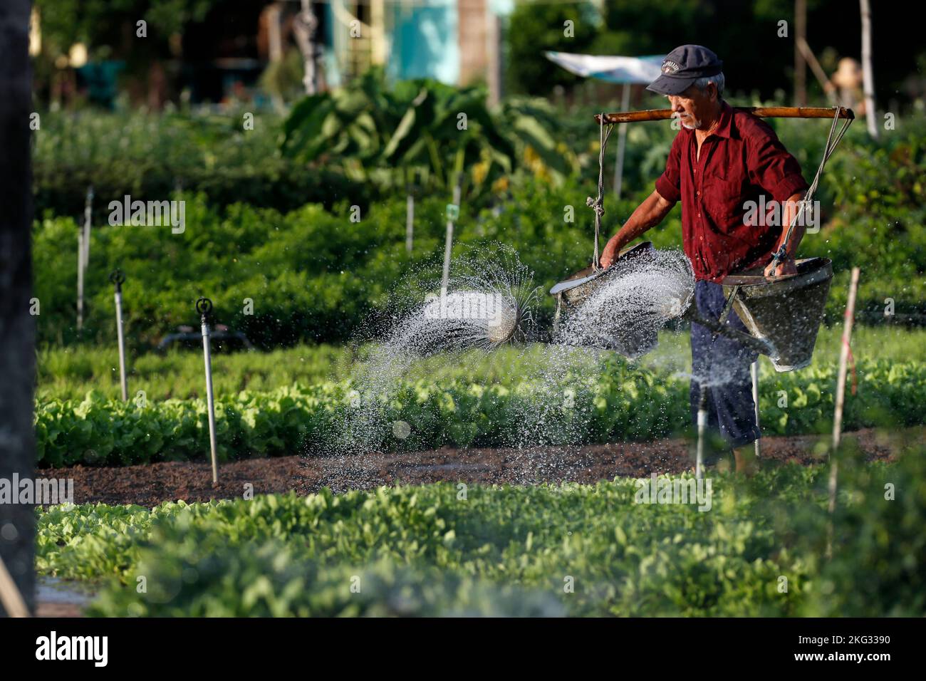 Agricuture. Organic vegetable gardens in Tra Que Village. Farmer at ...
