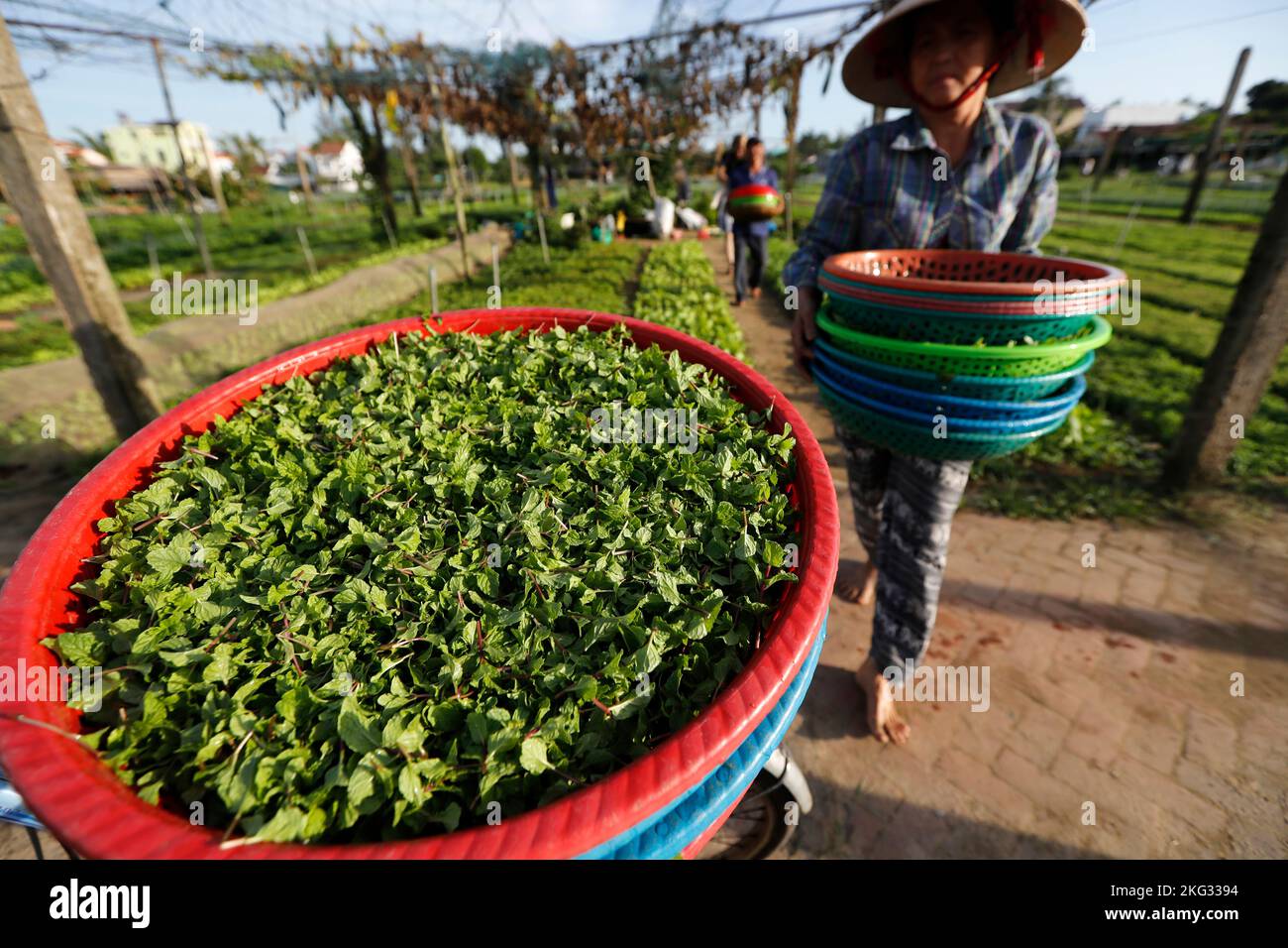 Agricuture. Organic vegetable gardens in Tra Que Village. Farmer at ...