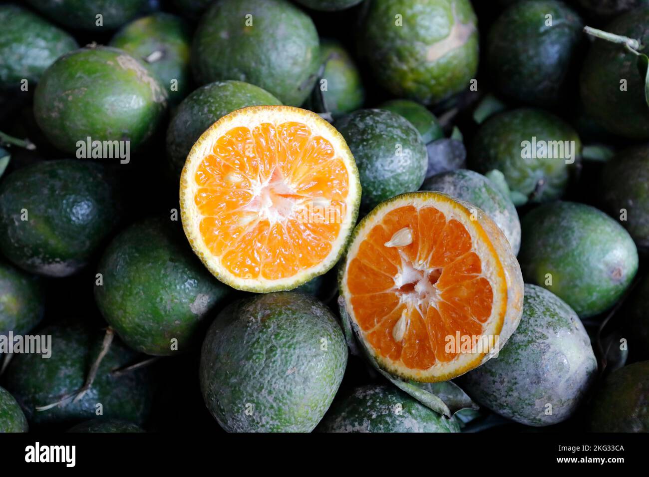 Green Pursat-oranges, a special variety of oranges at a market. Tan ...