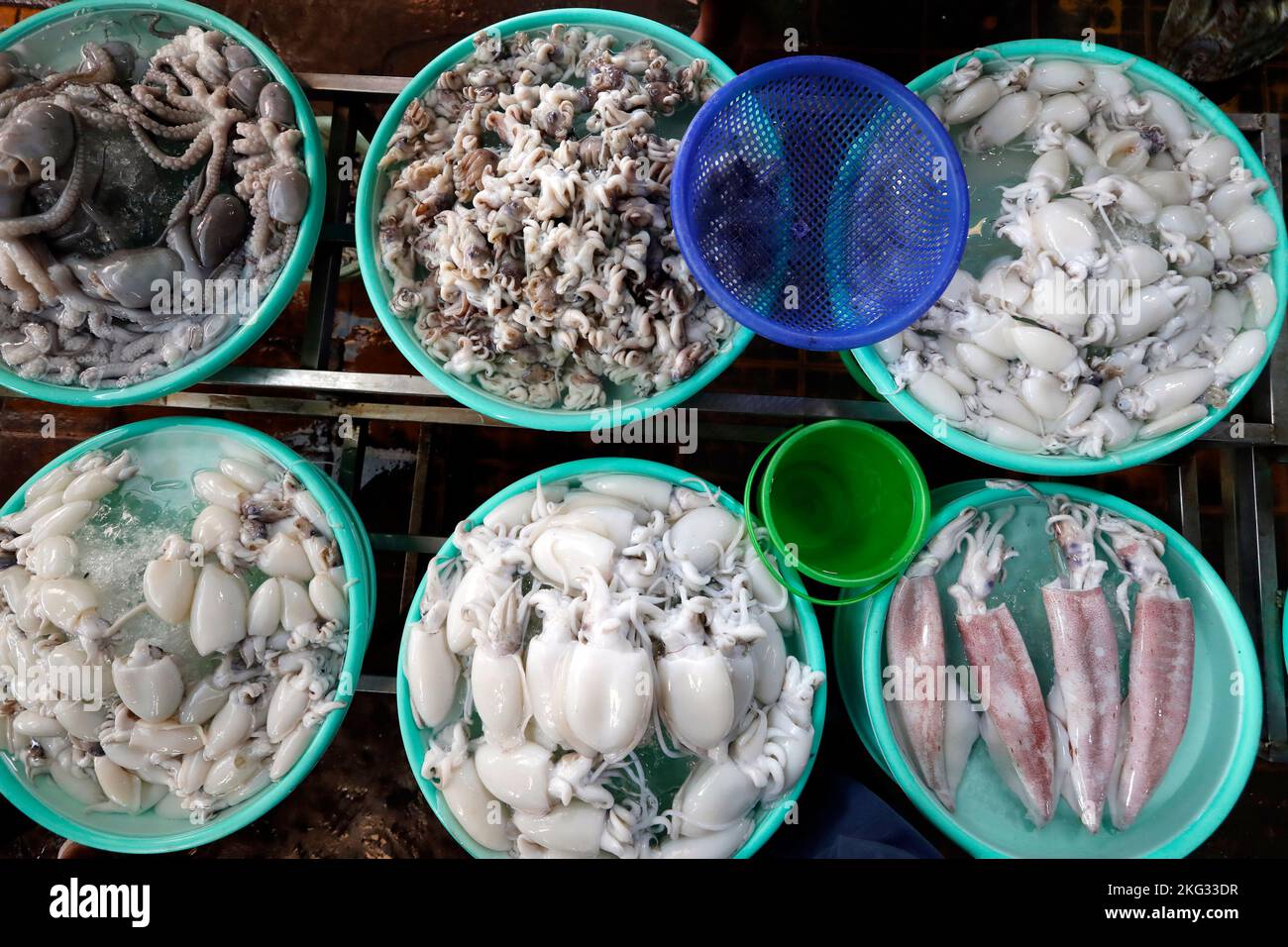 Vietnamese local market. Seafood. Fresh squids. Tan Chau. Vietnam Stock ...