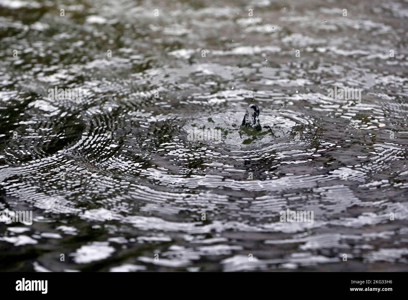 Water surface with raindrops at rainy day. Monsoon and rainy season ...
