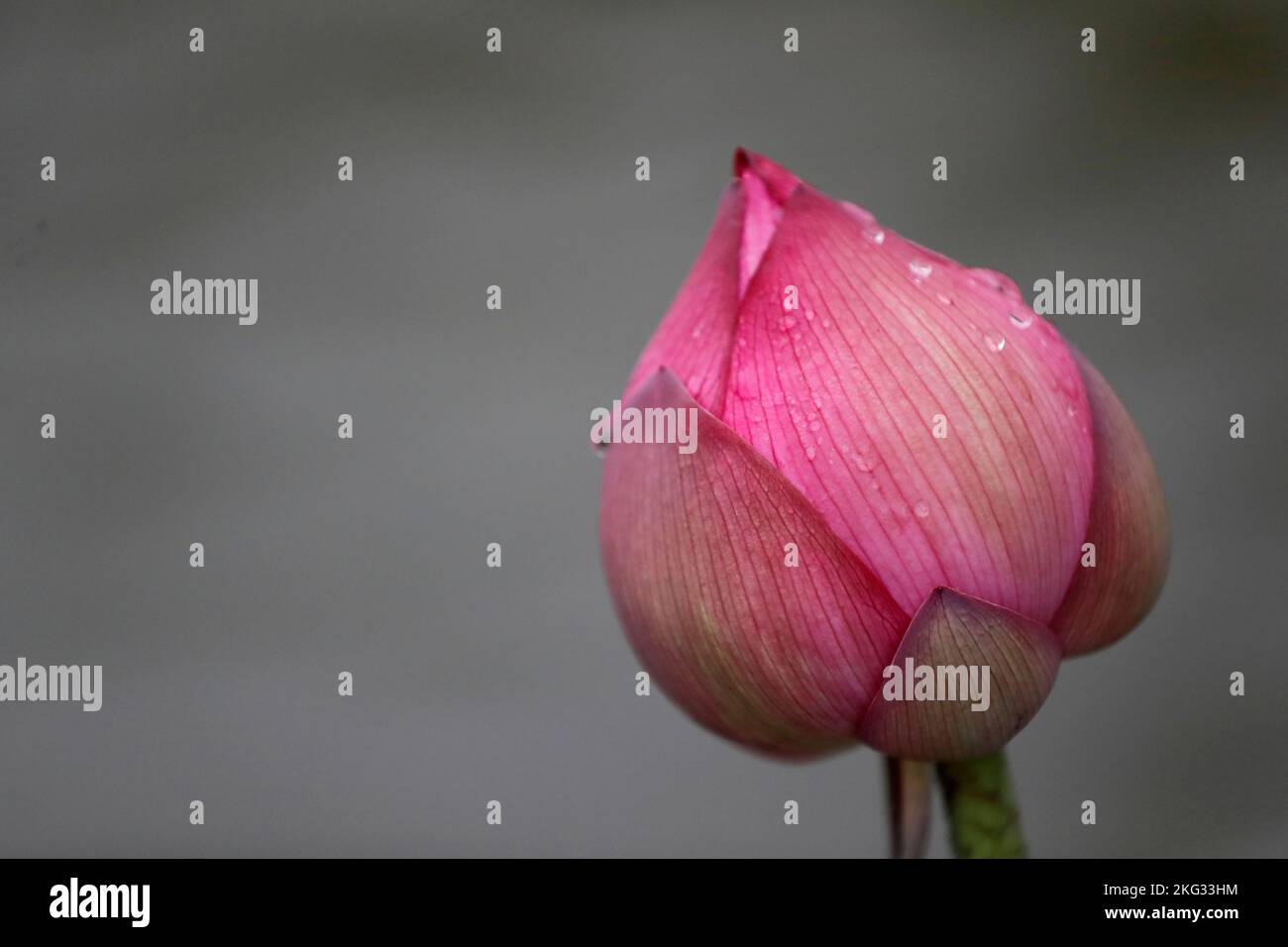 Symbole vi hi-res stock photography and images - Alamy