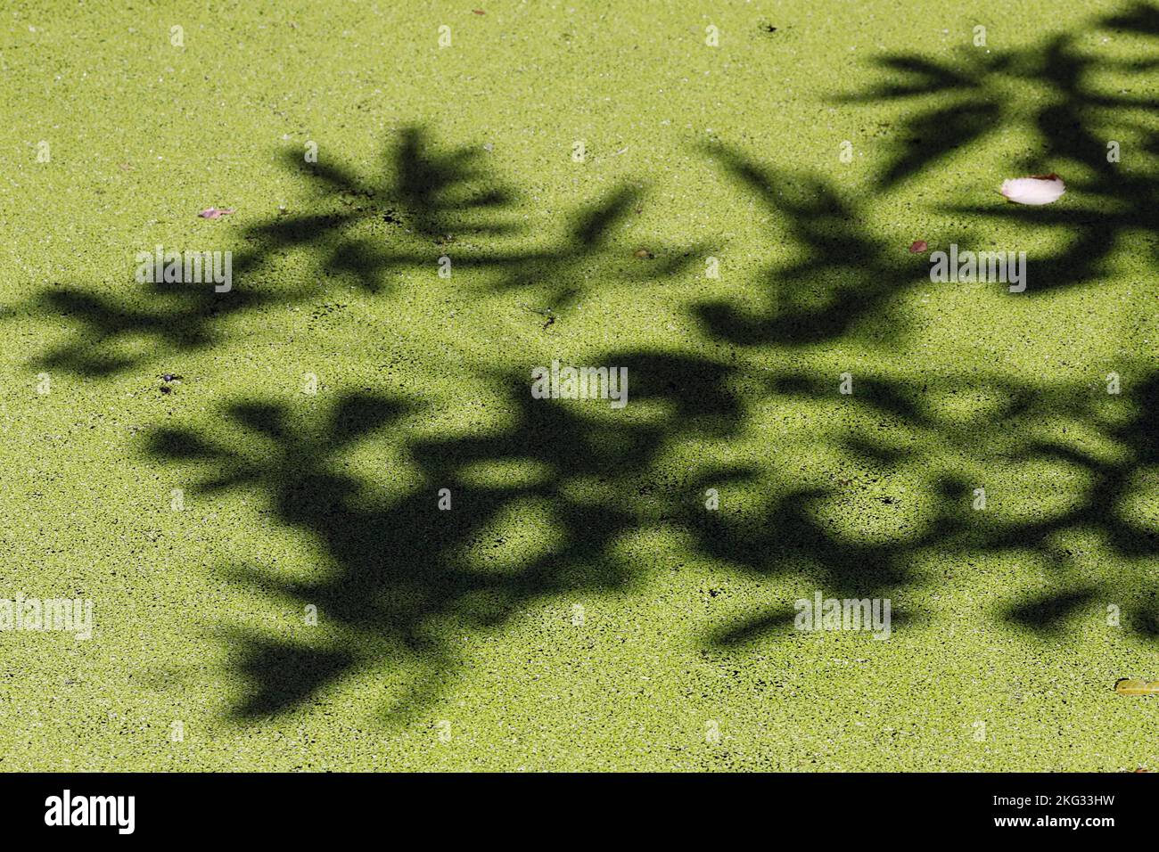 Tree shadows on green algae covered water. Tan Chau. Vietnam Stock ...