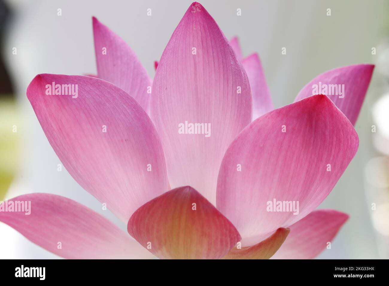 One pink lotus flower. It is a sacred flower in both Hinduism and ...