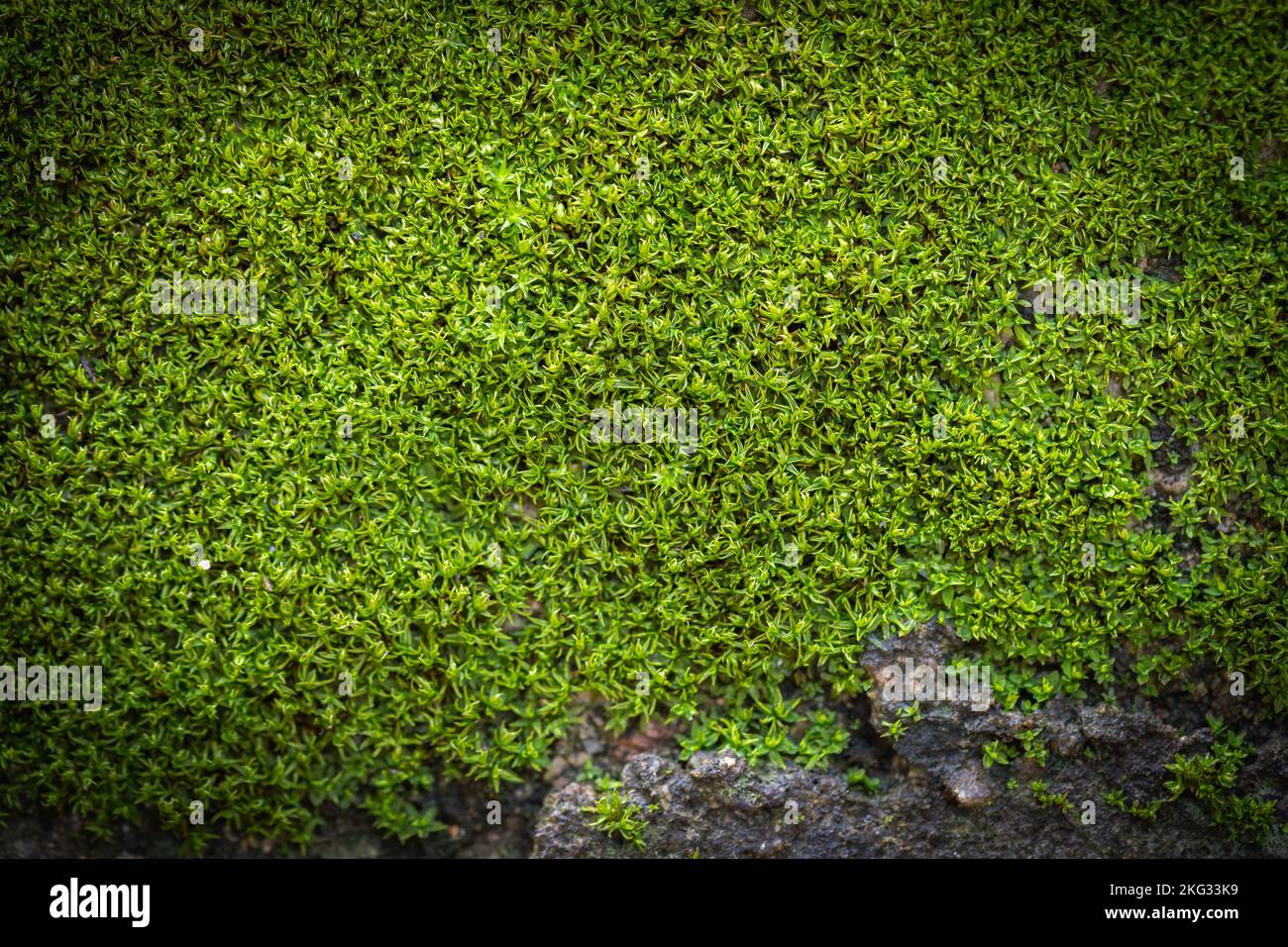 Grooved green moss background in nature Stock Photo - Alamy