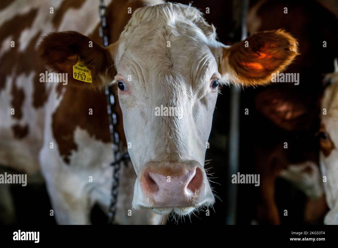 Cow in stable in Zallq, Istog province, Kosovo Stock Photo - Alamy