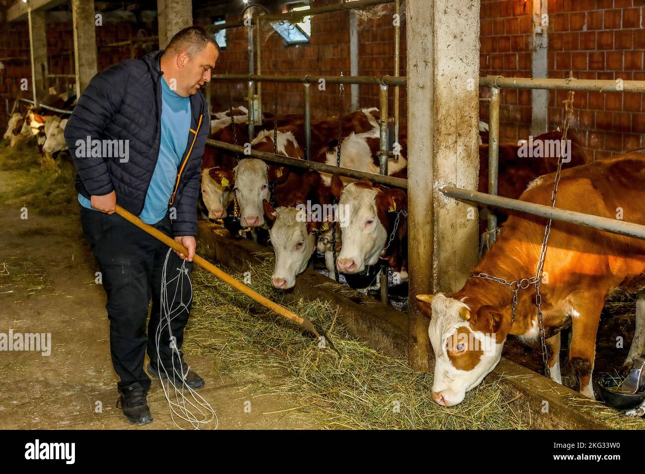 Farmer in his stable near Istog, Kosovo Stock Photo - Alamy