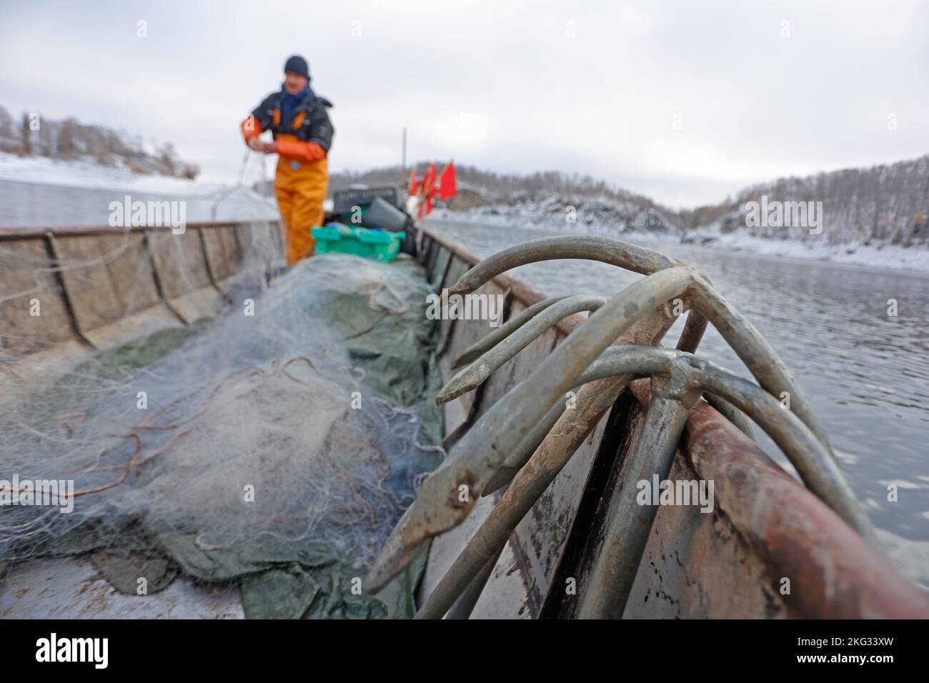 Dwarf vendace hi-res stock photography and images - Alamy