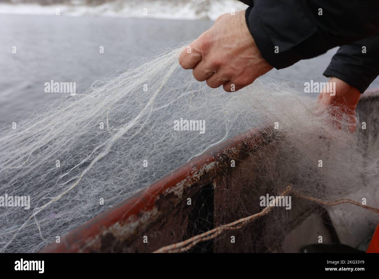 Dwarf vendace hi-res stock photography and images - Alamy