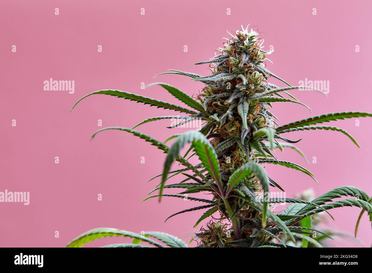 Flowering Medical Marijuana or CBD Cannabis Plant with Buds on Pink ...