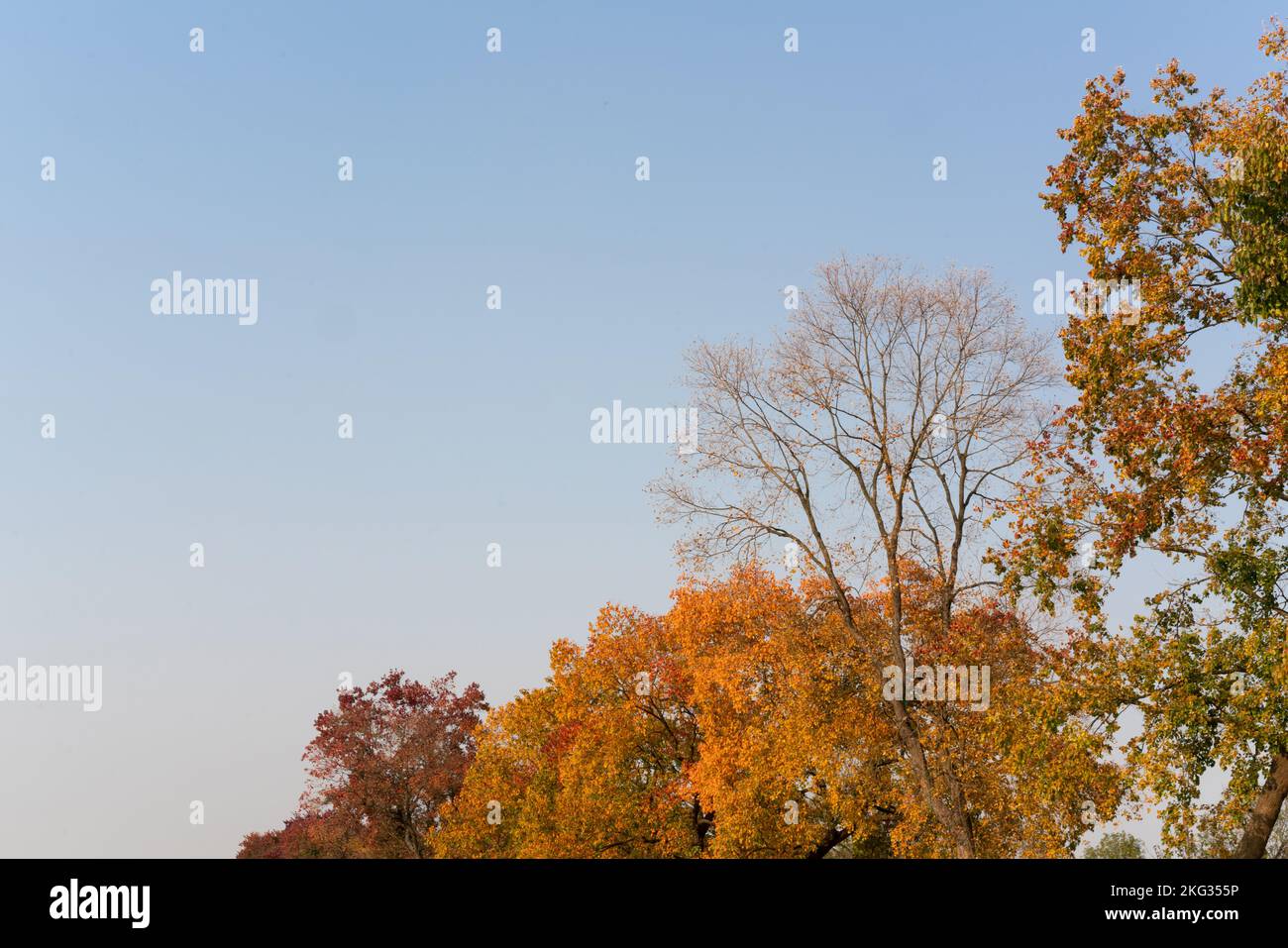 A low-angle shot of trees in a warm autumn color palette, with a blue ...